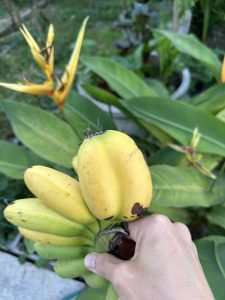 Twin Bananas: A Fascinating Natural Phenomenon – Ania & Grzegorz
