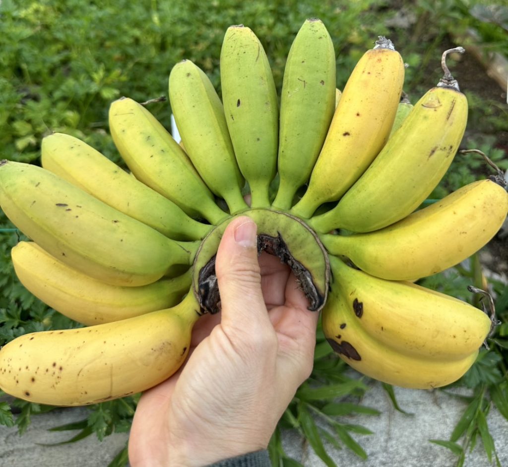 Twin Bananas: A Fascinating Natural Phenomenon – Ania & Grzegorz