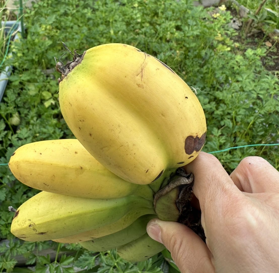 Twin Bananas: A Fascinating Natural Phenomenon – Ania & Grzegorz